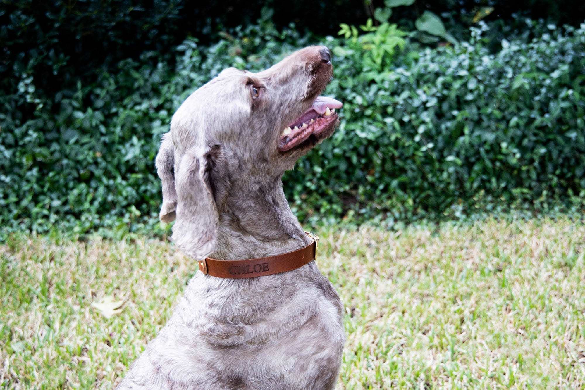 Leather Dog Collars – Bull Sheath Leather